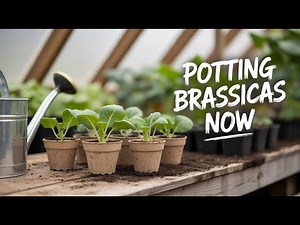 How To Transplant Collard Green Seedlings (Up Potting)