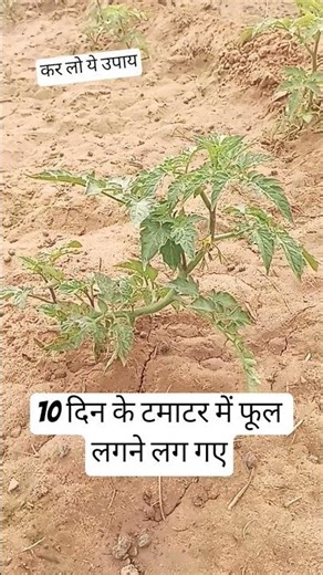 टमाटर की ग्रोथ #tamatar #tamatar_ki_kheti #blogvideo #blogger #khetibadi