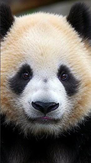 This Baby Panda Sneeze Shocked Everyone 😂🐼