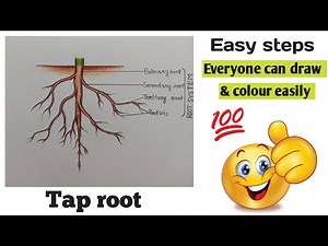 How to draw Taproot | How to draw root system | Root system