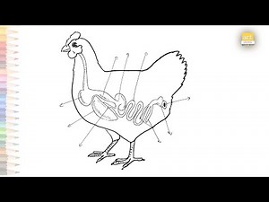 The Digestive System of a Chicken diagram| How to draw Chicken Digestive System diagram step by step