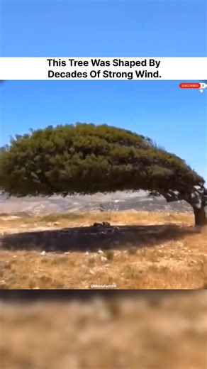 This tree was shaped by decades of strong wind.