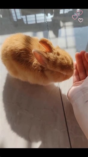 Mochi the Lionhead Bunny on Instagram: "#petbunny #rabbitlove #indoorbunny #bunnyadventures #freerangebunny"