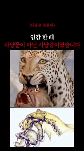 미스터리 아카이브 | 사건·사고 on Instagram: "약 200만 년 전, 남아프리카의 동굴에서 살던 인류 조상 중 하나인 파란트로푸스(Paranthropus robustus) 개체가 잔혹한 최후를 맞이했습니다. 연구자들은 이 화석을 SK-54라 명명했으며, 두개골에는 날카로운 이빨 자국 두 개가 선명하게 남아 있었습니다. 분석 결과, 이 자국은 선사 시대 표범의 송곳니와 거의 완벽하게 일치하는 것으로 나타났습니다. 당시 표범은 오늘날보다 훨씬 크고 강력했을 가능성이 높습니다. 연구자들은 표범이 매복하여 기습적으로 공격했을 것으로 추정합니다. 머리를 물어 치명상을 입힌 뒤, 사체를 나무 위로 끌고 올라 다른 청소동물에게서 보호했을 가능성도 큽니다. 이는 현대 표범의 사냥 방식과 놀랍도록 유사합니다. SK-54 화석은 단순한 한 개체의 죽음을 넘어, 우리 인류가 한때 먹이사슬의 하위에 속했던 존재임을 보여줍니다. 인간이 지금처럼 생태계의 정점으로 자리 잡기 전, 얼마나 오랜 시간