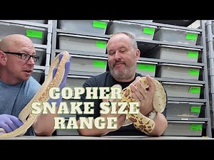 Gopher Snakes vary in size. #snake #reptiles #sizematters #animal #pet
