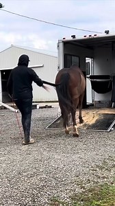 Our students Nathalie and Valentine showing the ultimate test of bonding by communicating on the ground without a halter or rope ✨ These are snippets from their Liberty Level 4 audition! You can achieve your level 1 in a few weeks, but level 4 takes much more dedication and practice. That’s why we are so proud when students send in their auditions or do their live assessments, because we know the dedication it takes for developing a new lifestyle and learning a different way of thinking and movi