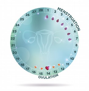 Ovulation Symptoms: When They Occur & How Long They Last?