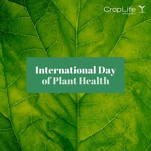 🌱 Why is plant health so important? 🌽🍅🍓 Because plants make up 80% of the food we eat and produce 98% of the oxygen we breathe. 🌾 Because pests and diseases are responsible for destroying up to 40 percent of global food crops, and cause trade losses upward of $220 billion in agricultural products annually. 📈 We must keep our plants healthy if we want to increase productivity by 60% by 2050 in order to feed the world’s growing population. 🧰 Plant science tools like insecticides and fungici