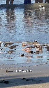 30K views · 585 reactions | Shell-ebrating new beginnings: These baby turtles are awesome!  | Fur Family | Facebook