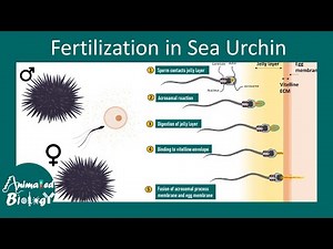 Fertilization in sea urchin | external fertilization in sea urchin | Developmental biology