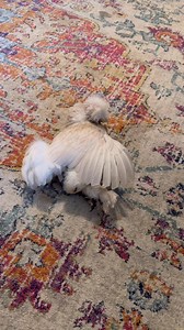 71K views · 588 reactions | Sometimes you just gotta stretch out your piggy tiggies. | Jen Hamilton | Facebook