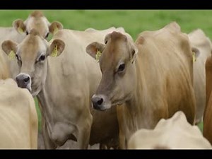 What is the perfect cow? And how do you shape it? To us, the perfect cow is one that is easy-going, productive, healthy and fertile. Learn more about our successful breeding solutions and innovative approach: http://ow.ly/Ul2W50AruPB | VikingGenetics