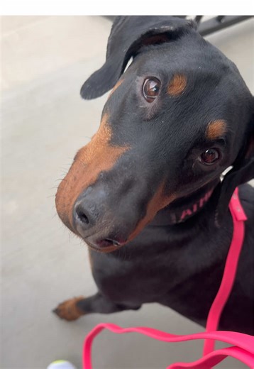 Today’s run with Athena and Fury #runnergirl #running #marathon #malinois #donerman