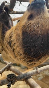 21 reactions | Do you know what other animals are related to sloth? Find out the surprising answer by visiting Nurtured by Nature...we've got openings as early as next Wednesday! Click this link to book your visit https://fareharbor.com/embeds/book/animaleducatorsinc/items/417205/availability/1482483214/book/?full-items=yes | Nurtured By Nature | Facebook