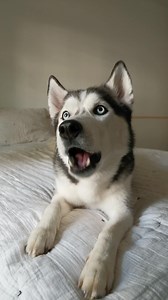 1M views · 10K reactions | Keep your pet comfortable and groom at home with Dyson ‘s new Pet Grooming Kit. Acoustically engineered to keep things more peaceful for your pet, the kit is self-cleaning to capture loose hair directly into the bin. The Pet Grooming Kit is compatible with Dyson cordless machines and now available on Dyson.com. | The Husky Moon | Facebook