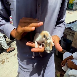 Rescue kitten crying out loud for Mother cat | Pets Life