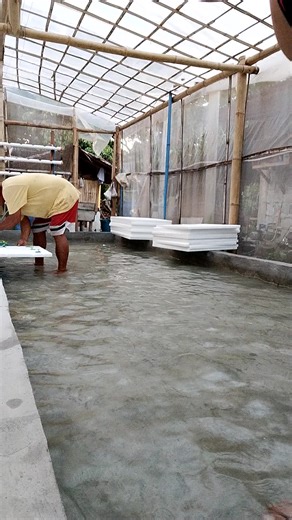 Hydroponic DWC Setup for Beginners