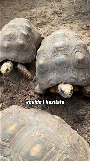 Red-foot Tortoise Hatchlings! #Tortoise #Hatchling