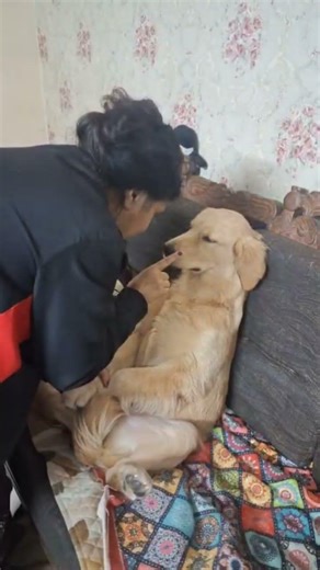 Why is mom angry#pet#pets#dog #dogsofinstagram #dogsofyoutube #dogs #dogslife #goldenretriever