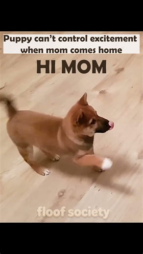 TINY PUPPY OVEREXCITED OVER MOM COMING HOME!! #shorts