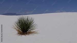 Dune with soaptree yucca (Yucca elata) plant on sand at White Sands National Monument in New Mexico, United States of America. American park nature, desert area, flora, landscape in Southwest USA