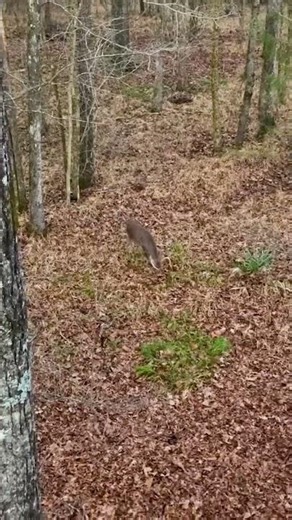 Harvested doe brings buck in range!