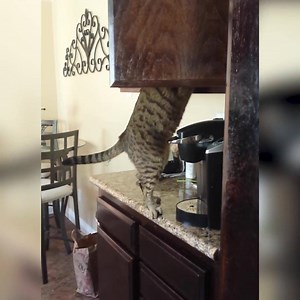 255K views · 2.7K shares | Cats for the win! | Best Pets Ever | Facebook