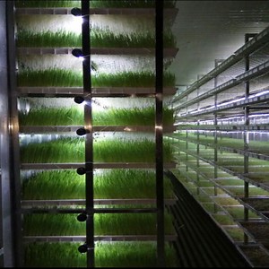 [Hot Item] Indoor Fodder Grass Forage Hydroponics Growing System
