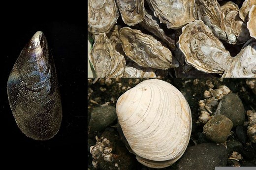 What’s the Difference Between Clams, Mussels and Oysters?