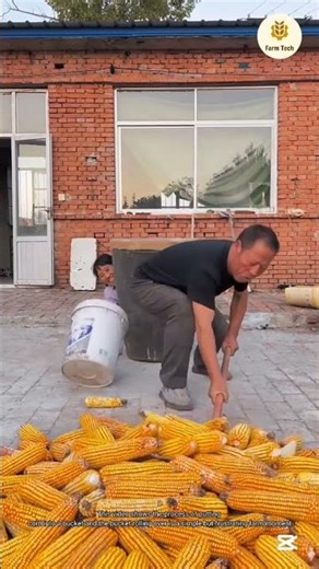 The process of putting corn into a bucket
