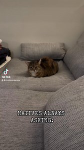 We’re always snoopy 🕵️ #joke #native #firstnations #humour #cat #funny #indigenous | Chelazon Leroux