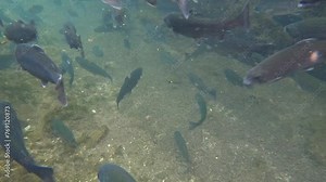 Large group of a trout fish swimming in a stream