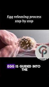 Egg Release (Ovulation) Process Step by Step | How Ovary Releases Egg