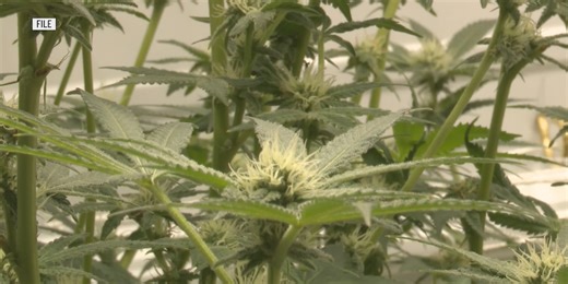 NMU hosts cannabis conference