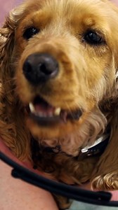 1.9M views · 35K reactions | Cocker Spaniel in excruciating pain after being bitten  | Bondi Vet | Facebook
