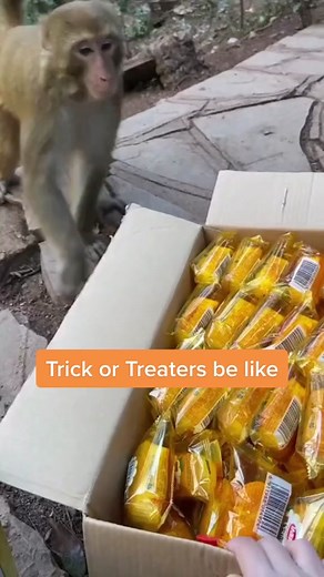 Hilarious Trick or Treating Monkey Costumes