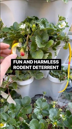 Rubber snakes are a fun, harmless, and cheap rodent deterrent. 🐍