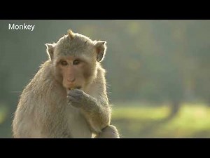 The Beauty of Animals on the Move