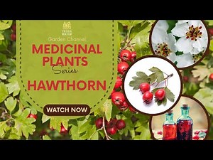 Explore the Health Benefits of HAWTHORN: Medicinal Plant Profile (Crataegus spp.)