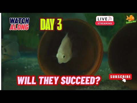 👉 Will Third Time Be Lucky? Polar Parrot Fish Spawn Again 🥚🐟 #breedingsetup