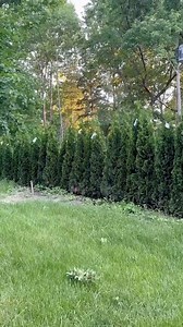 3.7K views · 27 reactions | Ready to plant cedars and shrubs? Here’s what you need to know to get growing ✨ | Home Network | Facebook