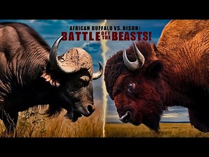 African Buffalo vs. Bison: Battle of the Beasts