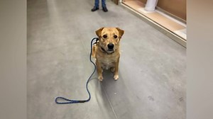 Max | 2 Year Old Lab/Chow Mix Trainer: Emily OffLeashGeorgia.com | Off Leash K9 Training, Georgia | Facebook