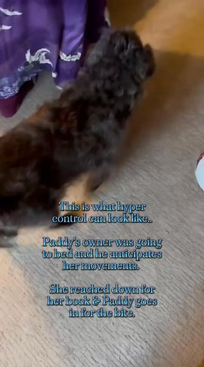 Hyper controlling behaviours present differently with different dogs but this is one instance of Paddy’s hyper control. When I came for the assesment Paddy was constantly on the move. He paced around excessively panting. He would be backwards and forwards to his food bowl and if you moved an inch he would be up waiting to go where you went. This kept him in a constant state of arousal and stress - Like if you had to work 22.5 hours of each day 7 days a week and your job role is following your wi
