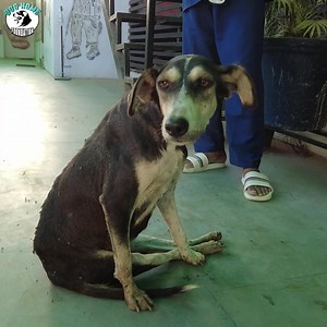 105K views | Make a meaningful impact on the lives of abandoned dogs by supporting our cause. Your donation ensures that we can offer free medical attention, shelter, and nourishing meals to these innocent beings, giving them a second chance at a happy and healthy life. Please donate to support us. Donation link; https://bit.ly/Save_stray_dogs #dogrescue #animallovers #givingback. | Dog Home Foundation | Facebook