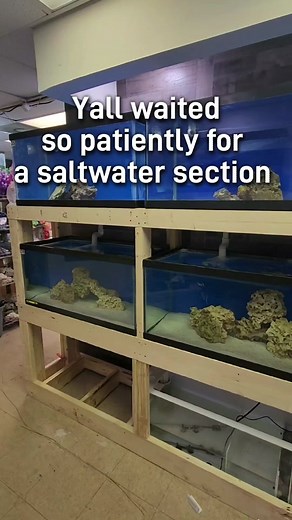 Plunge into the marine wonders at O'FishShell! 🌊 Explore our exotic tropical fish haven, now enriched with an array of mesmerizing saltwater fish, vibrant corals, and top-notch saltwater equipment. 🐠 Immerse yourself in a kaleidoscope of colors, from dazzling fish to stunning coral formations. Visit us today to witness the perfect synergy of marine beauty and cutting-edge equipment. Let the waves of excitement sweep you away! #ofishshell #saltwater #fyp 🦑🔵