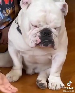 14 reactions | Sweet?  Credit-@bulldogloverstoday #englishbulldogs...