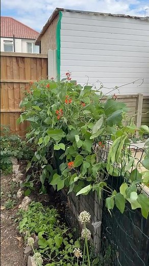 Home grown organic Scarlet Runner beans.