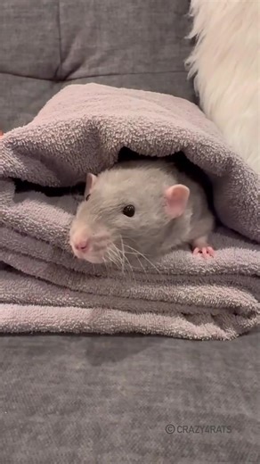 Spot is such a good helper. How could I ever fold laundry without his assistance?!? Please do not repost my content without giving @Crazy4Rats credit. | Rat Unity
