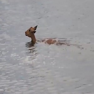 Conclusion of all Dhamma teaching from the Buddha https://fb.watch/s6StJdcTLG/ there is no reason for all of us to exist in this endless suffering except we receive the Nirvana treasure from the Buddha to clear off the root cause of the whole suffering those are Desire Anger and Blindness and exit from this cycle of suffering Sadhu InnerDhamma 640208 | InnerDhamma